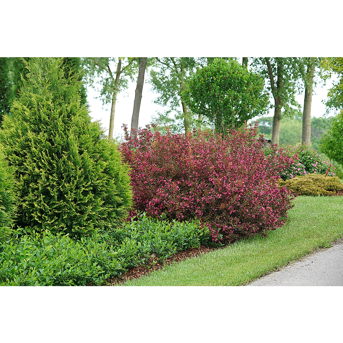 2 Gallon Proven Winners Weigela Wine & Roses Shrub
