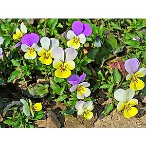 50 Seeds Johnny Jump Up Viola Tricolor Violet Flower edlcy (Seeds)
