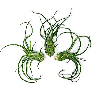 Octopus Air Plant, Caput Medusae Giant Air Plant (3PK), Tillandsia Air Plants Live Houseplants Bromeliad Terrarium Indoor Plants Live Plants Indoor House Plants for Air Plant Holder by Plants for Pets