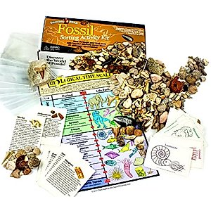 DANCING BEAR Fossil Collection Sorting Activity Kit with Over 100 Pcs (More Than 20 Different Fossil Varieties!), Educational ID Sheet, Color ID Cards, Bags, Magnifying Glass, and Shark Teeth