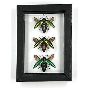 TAXIBUGS 3 Jewel Beetle (Sternocera Aeguisignata) – Preserved Taxidermy Insect Bug Collection Framed in a 3D Wooden Frame as Pictured Taxidermy (Transparent Background Black Wooden Frame)