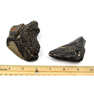 Megalodon Teeth Lot of 6 Fossils w/6 info Cards Shark #15670 34o