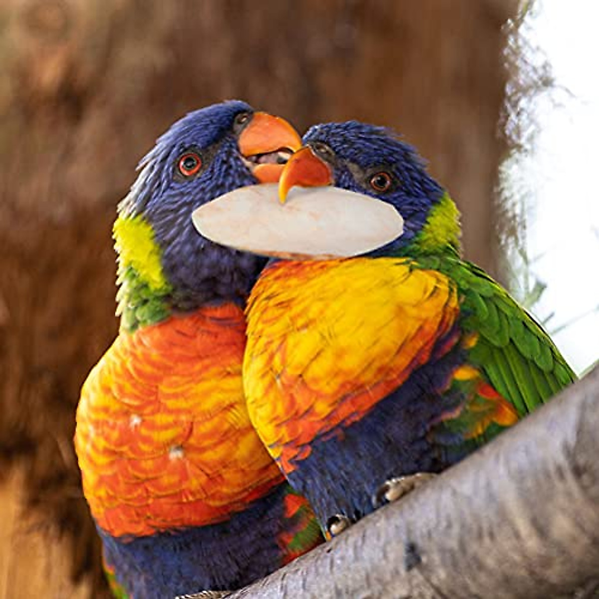 EXCEART 30pcs Bird Cuttlebone Natural Cuddle Bone Bird Beak Stone Beak Grinder Parrot Chew Toys Molar Toy for Parakeets Cockatiel Macaw