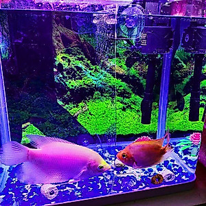 alfyng 4pcs Aquarium Grid Divider, Fish Tank Divider Tray, Aquarium Filter Isolation Board for Mixed Breeding Light Diffuser and 8pcs Sucker Clips Suction Cups, 11.81" x 5.9"