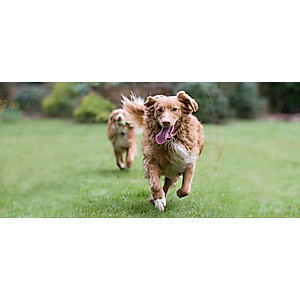 Dog Coat Supplement - Omega 3 - Dog Chewy SOFTGELS - Skin Health - Joint Support - Heart Health - Dog Omega - 360 Softgels (2 Bottle)