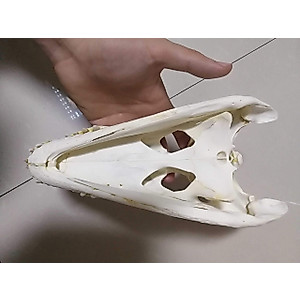 Farming method, real crocodile skull specimen, Feng Shui ornaments, real crocodile, home improvement, office furniture, office decoration