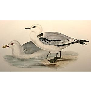 Kittiwake Gull. Larus rifsa