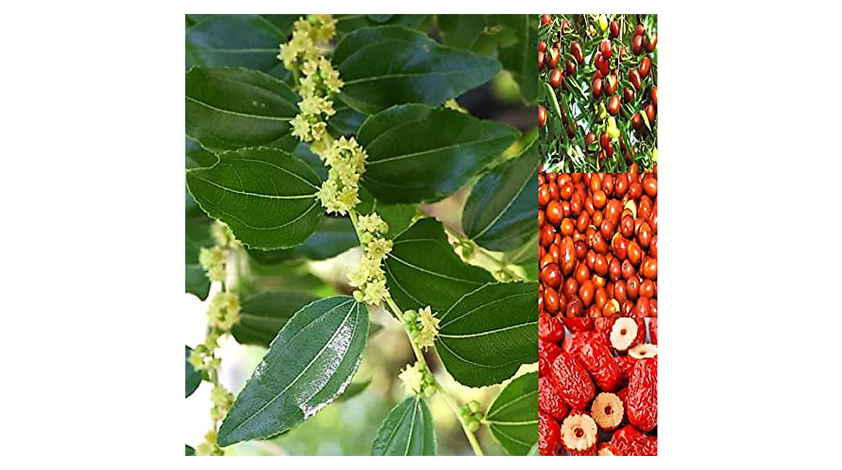 Buy Rare Jujube Seeds - Big Pack for Home Gardens & Survival