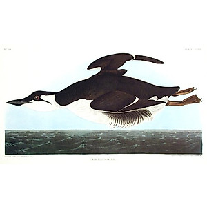 Uria Brunnichii [Large-billed Guillemot]. From"The Birds of America" (Amsterdam Edition)