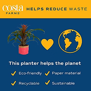 Costa Farms Bromeliad Live Plant, Live Indoor Flowering Plant, Houseplant Potted in Nursery Grower Pot Planter with Potting Soil Mix, Tabletop Room Decor, Grower's Choice, 12-Inches Tall