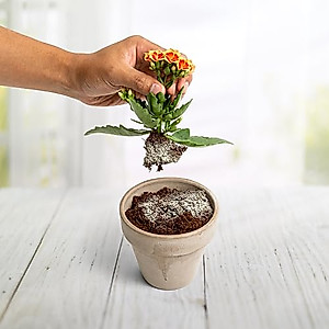 Myco Bliss Powder (2lbs) - 5 Strain Mycorrhizal Inoculant with 1,000 Propagules per Gram - Highly Concentrated Mycorrhizae for Plants, Potting Soil, Indoor Plants, Outdoor Plants, & Houseplants