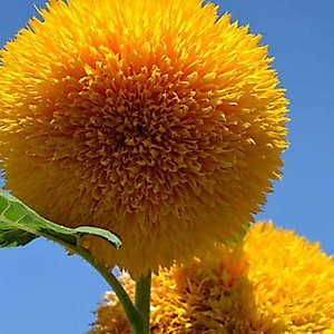 Teddy Bear Sunflower Seeds | 100+ Seeds | Exotic Garden Flower | Sunflower Seeds for Planting | Great for Hummingbirds and Butterflies | Made in USA