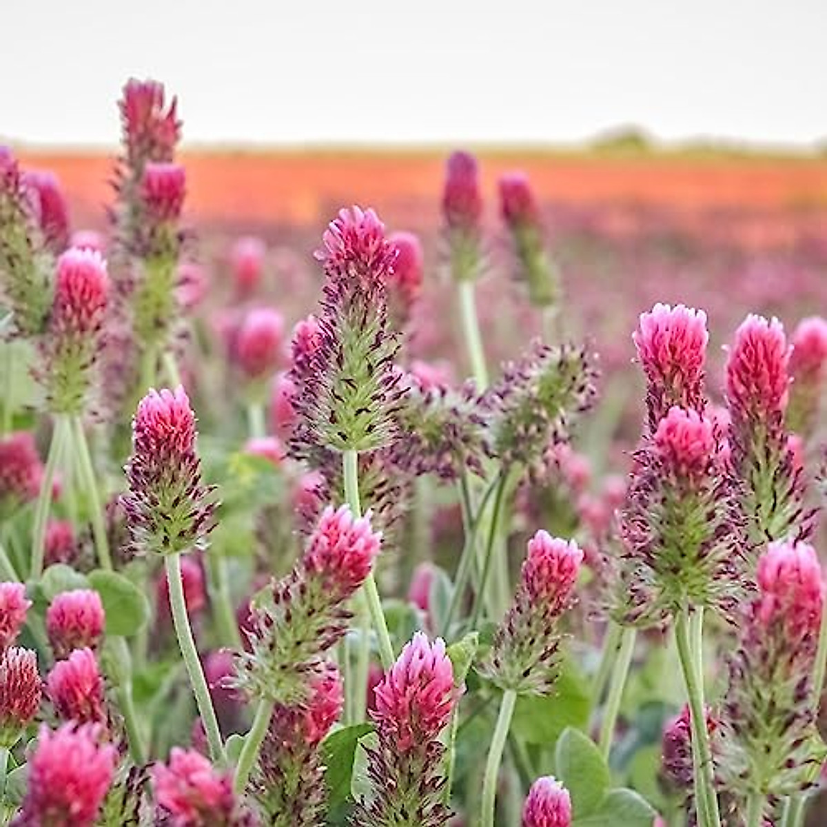 Crimson Clover Seeds - 1 lb ~46,400 Seeds - Legume Clover Seeds for Cover Crops, Wildlife Forage, Pasture, Hay, Pollinator Attractant, Green Manure, & More - Clover Seeds for Planting