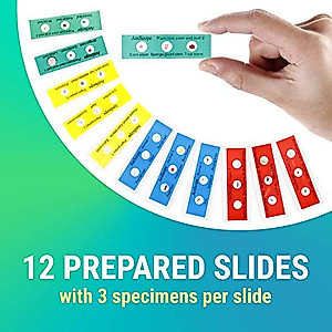 AmScope - 36pc Kids Prepared Microscope Slide Set of Color-Coded Zoological and Botanical Prepared Specimen Slides -PS-P12X3-A