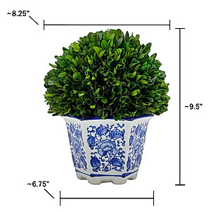Galt International Preserved Natural Boxwood in Ceramic Pot - Plant and Table Centerpiece - Stunning Greenery and Plant Decor for Home - Blue & White - 9.5” Tall