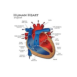 Human Heart Diagram Anatomy Diagram Educational Chart Cool Wall Art Print Poster 12x18
