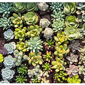 800+ Mix Succulent Seeds Rare Perennial DIY Bonsai Ornamental Plant Succulent Seeds for Planting Indoor and Outdoor