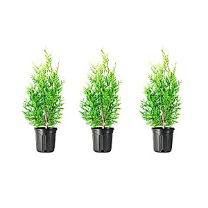 Green Giant Arborvitae | 3 Live 1 Gallon Trees | Thuja Plicata | Evergreen Privacy Screening Plants