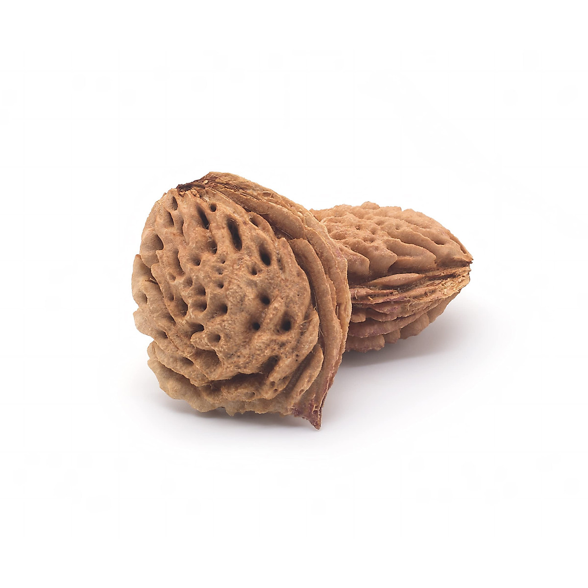 Peach Tree Seeds - 2 Large Seeds - Grow Fruit Bearing Bonsai - Made in USA. Ships from Iowa