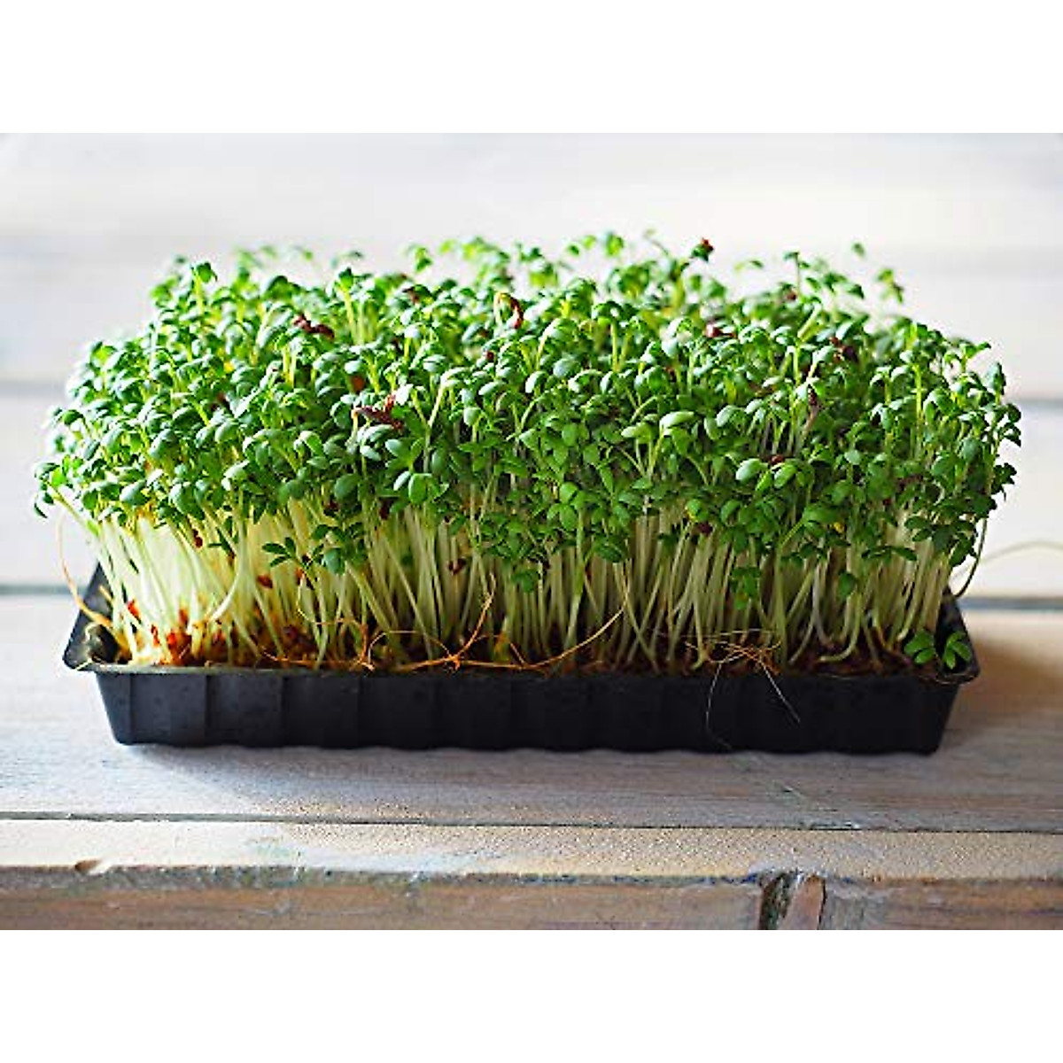 Cress Seed, Microgreen, Sprouting, 4 OZ, Non GMO - Country Creek Acres Brand - Cress Seed for Juicing, Food Storage, Gardening, Hydroponics, Growing Sprouts, Spice for Cooking