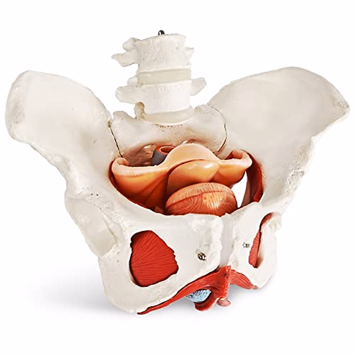 Benilev Female Pelvis Model with Pelvic Floor Muscles Perineal Model Female Anatomy Model 1:1 Life Size Human Skeleton Medical Science Educational Equipment Anatomy Medicine