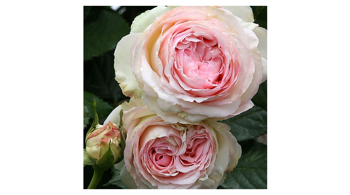 Heirloom Roses Eden Climber® - Vibrant Pink Climbing Rose