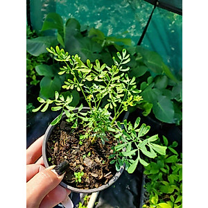Plant,  Ruda Plant Common Rue Ruta graveolens Herb of Grace 5 to 7 inches Tall