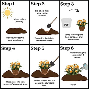 Proven Winner at Last Rose, 2 Gallon, Sunset Orange