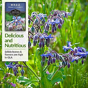 Survival Garden Seeds - Borage Seed for Planting - Packet with Instructions to Plant and Grow Beautiful Medicinal Herb in Your Home Vegetable Garden - Non-GMO Heirloom Variety - Attracts Pollinators