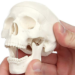 Axis Scientific Miniature Human Skull Model, 3.5" Tall 3-Part Anatomical Mini Human Skull Model with Removable Skull Cap and Moving Jaw, Realistic Skull Anatomy Model, Includes Detailed Product Manual