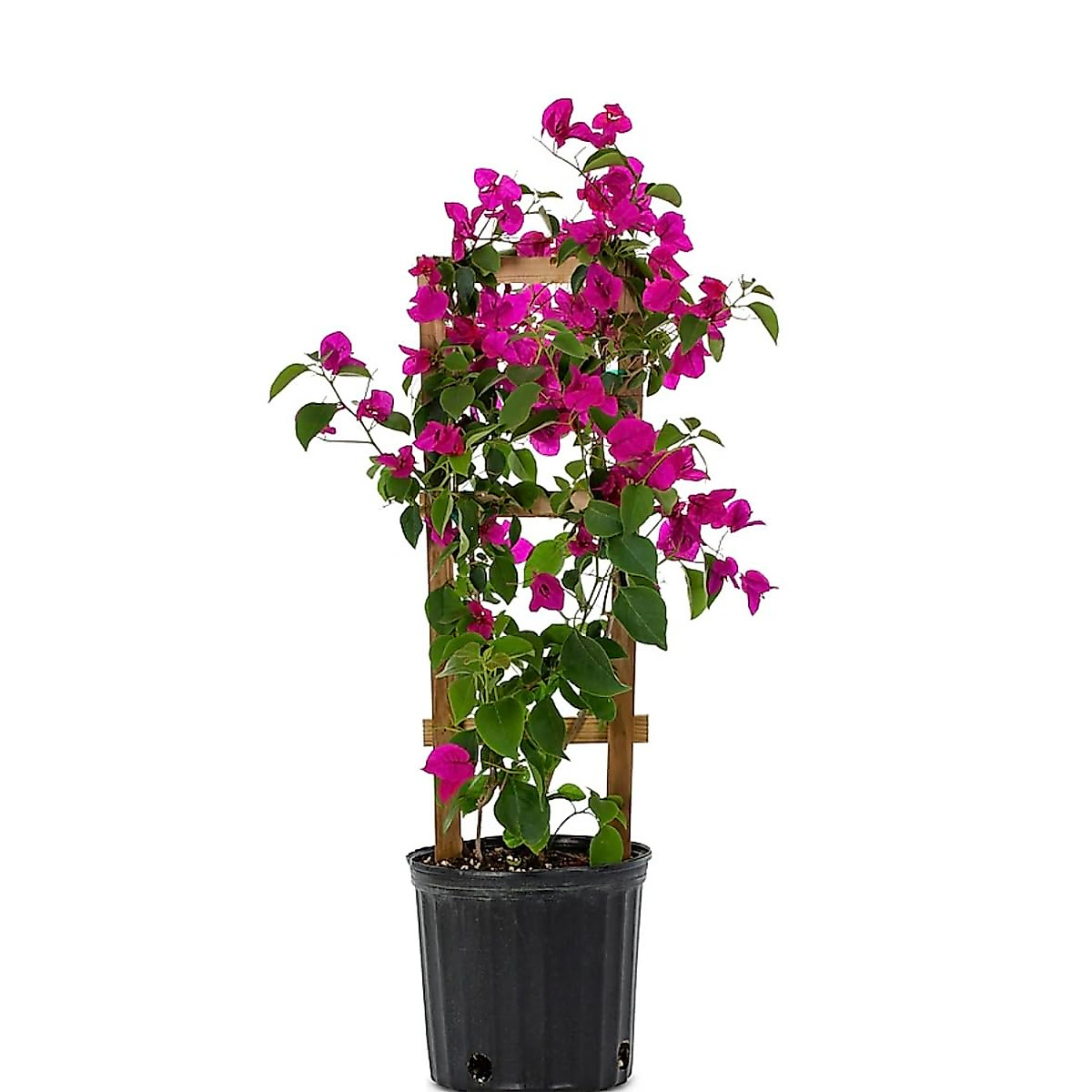 Live Plant Bougainvillea Vine Plant Assorted Colors 6" Pot with Trellis