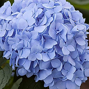 Endless Summer Original Hydrangea, 1 Gal, Blue