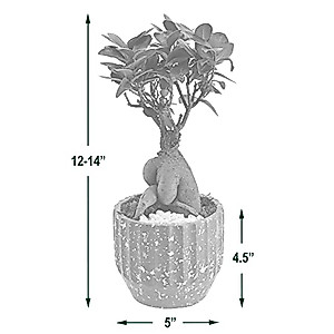 Arcadia Garden Products LV52 Ginseng Ficus Bonsai Live Indoor Plant in Speckled Splash Ceramic Planter for Home, Work, or Gift, Black