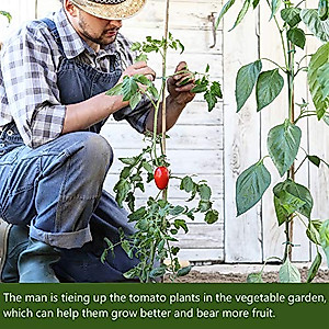 Pllieay 25 Pieces Bamboo Stakes Garden Stakes for Indoor and Outdoor Gardening Plant Supports, 2 Feet