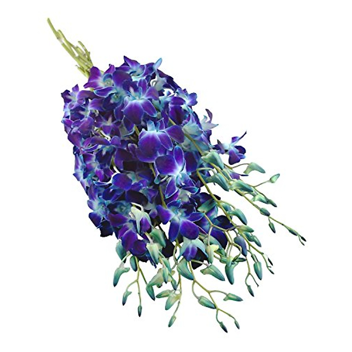 eflowerwholesale - Premium Cut Blue Orchids (10 stems Orchid with Rhinestone Mesh Ribbon Vase)