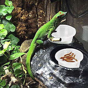 WOLEDOE 100Pcs Crested Gecko Food Dish, 0.5oz Plastic Reptile Feeding Cups