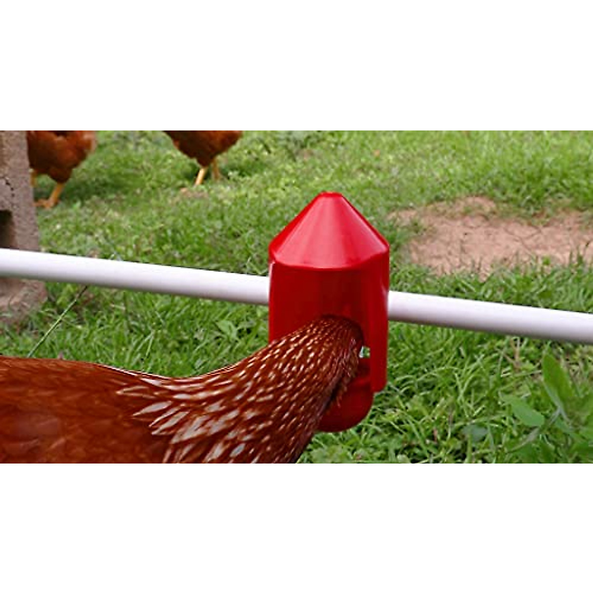 RentACoop Anti-Dirt Chicken Water Cup Covers - Compatible with Any RentACoop DIY Cups and Waterers - 6 Pack