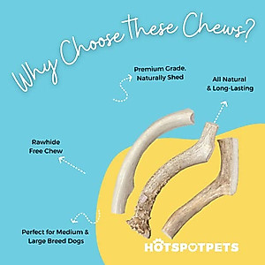 hotspot pets Premium Deer Antlers for Dogs - 7+ Inch Large Antler Dog Chews (2 Pack) Naturally Shed Antler Bone for Large Breed Aggressive Chewers - Made in USA - Promotes Dental Hygiene
