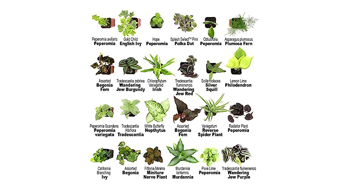 Altman Plants Live Houseplants - 12pk Indoor Greenery