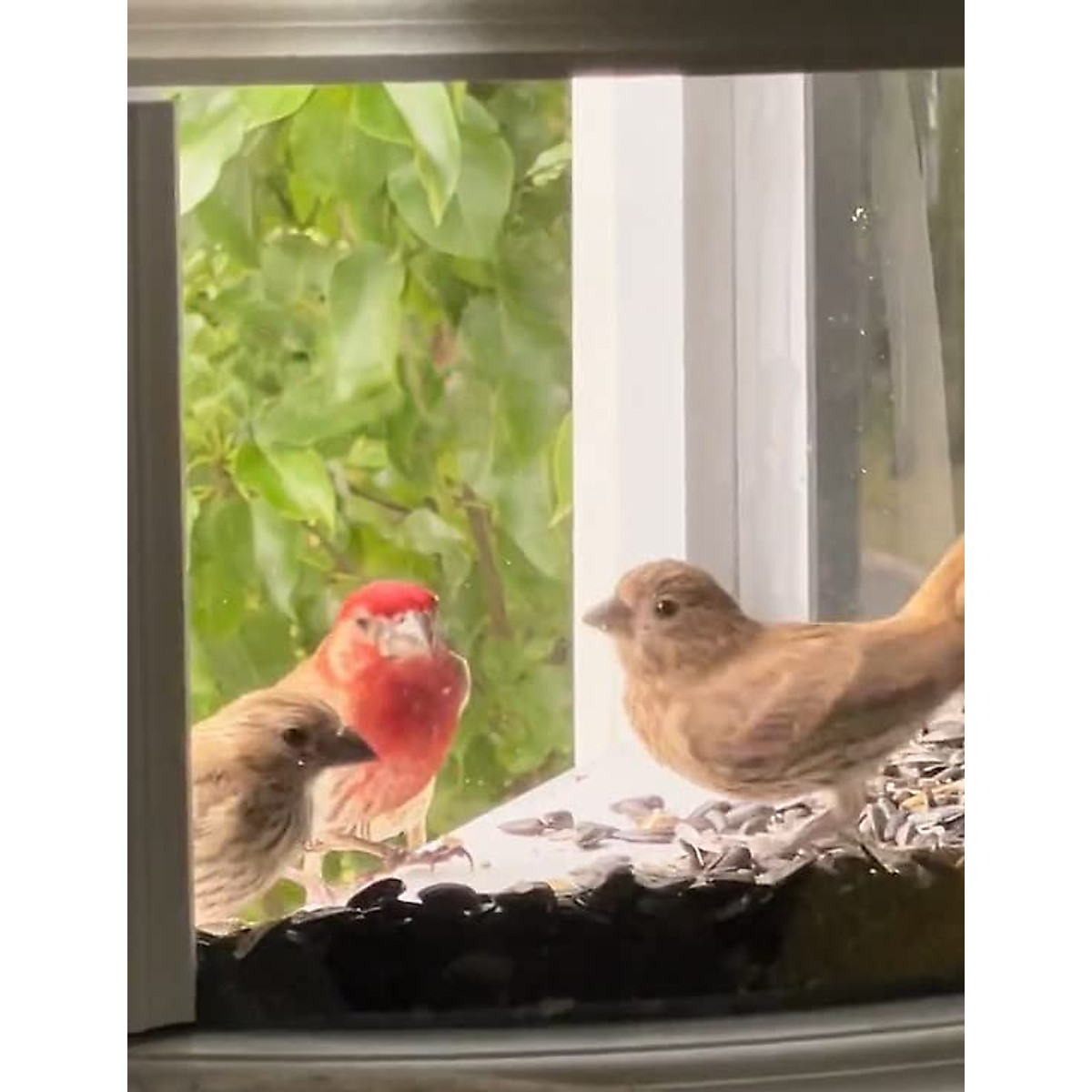 Amish Custom Made Indoor in-Window Bird Feeder, 180° Clear View In-House Feeder, Watch Wild Birds from The Comfort of Your Home - Easy-Fill (29"-36" Window Width)