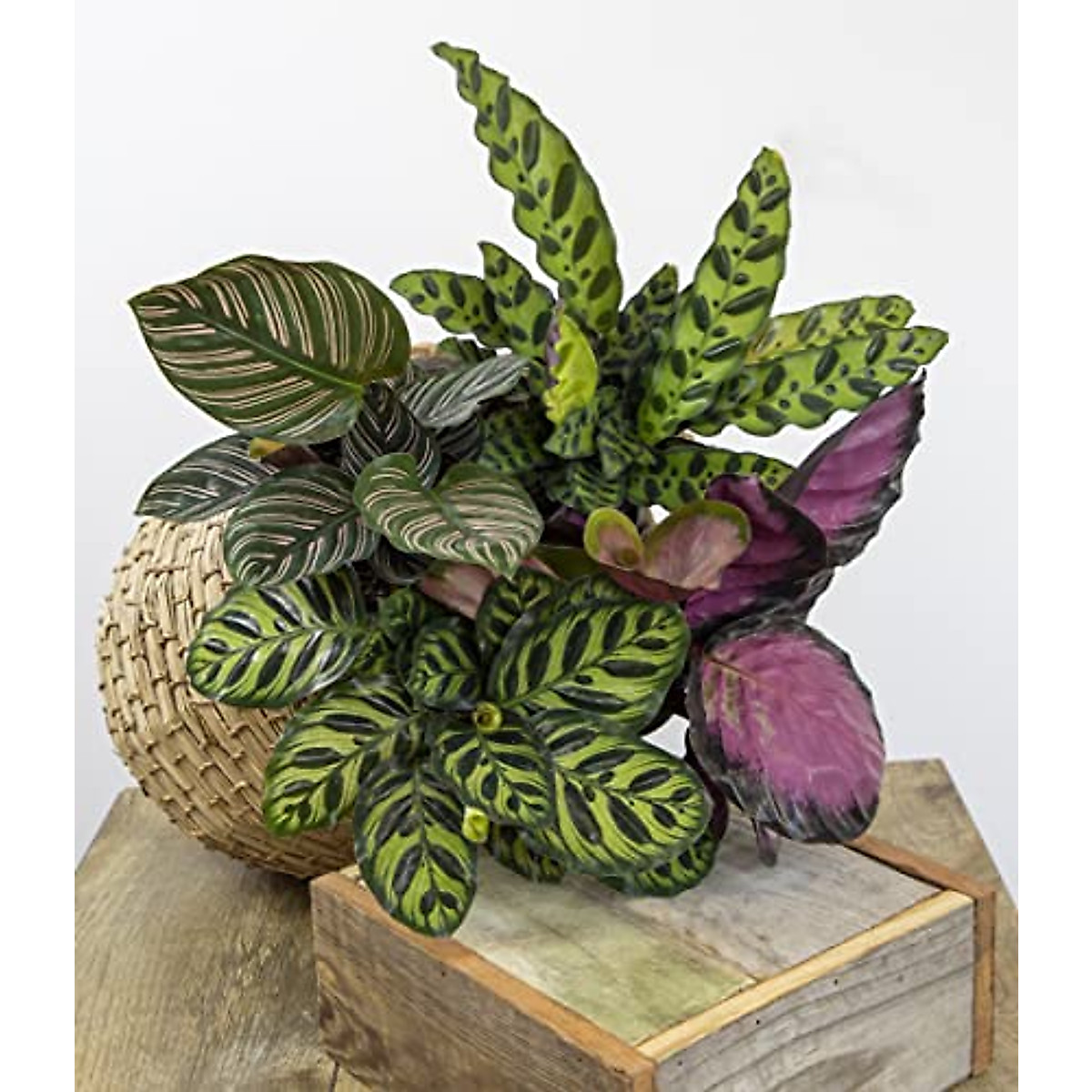 Calathea Prayer Plants Live House Plants Kit (4 PK), Calathea Plant Live Indoor Plants Live Houseplants, Live House Plants Indoors Live Plants Indoor, Live Indoor House Plants Live by Plants for Pets