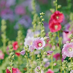 YEGAOL Garden 220Pcs Mixed Color Hollyhock Seeds Alcea Rugosa Self-Seed Non-GMO Attract Pollinators Annual Outdoor Beds Borders Patio Garden Plant Flower Seeds