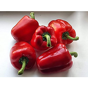 Big Red Bell Pepper Seeds for Planting, 50+ Heirloom Seeds Per Packet, (Isla's Garden Seeds), Non GMO Seeds, Botanical Name: Capsicum annuum, Great Home Garden Gift