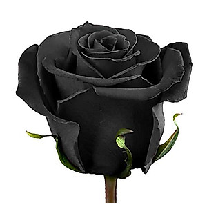 20+ Rare Black Rose Seeds Beautiful Flower Seeds Home Garden Bonsai