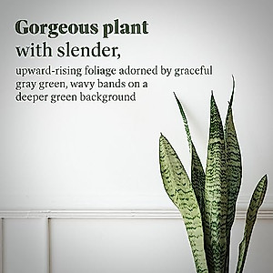 AMERICAN PLANT EXCHANGE Sansevieria Trifasciata Black Coral Live Plant, 3 Gallon, Indoor/Outdoor Air Purifier