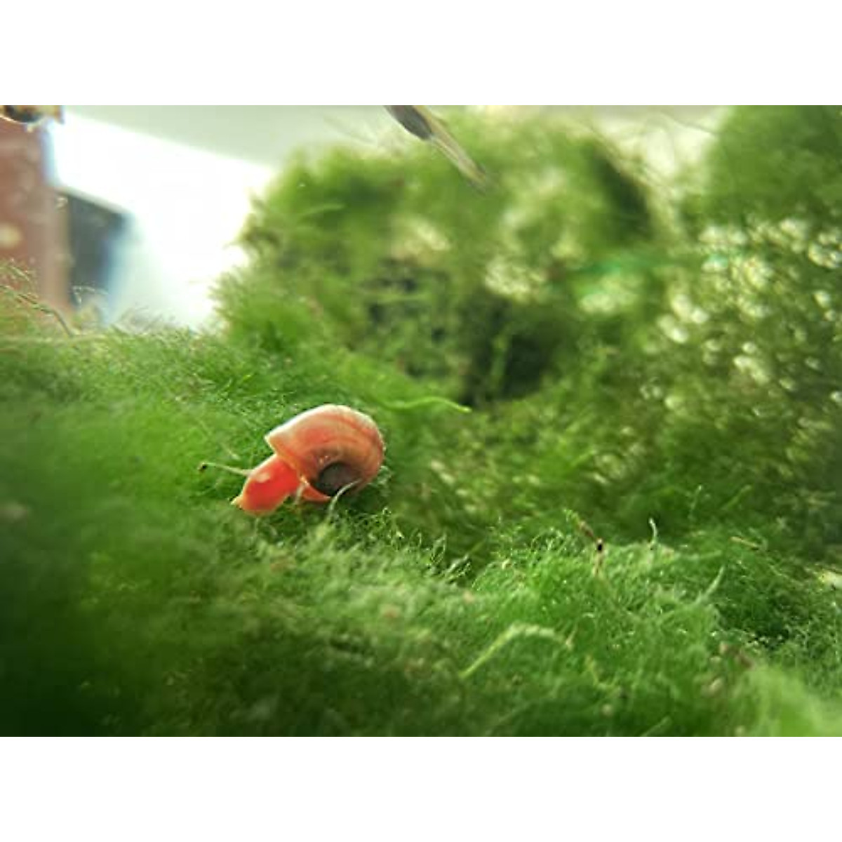 Ramshorn Snails - Pink - Leopard - Gold - Mixed Colors - Live 10+ for Freshwater Ponds/Aquariums - Bred and Raised by Bubbles Up Aquatics, pink, red, blue, gold, brown
