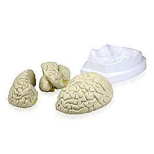 Walter Products B10401-3 Human Brain Model, Life Size, 3 Parts, 6 x 5 x 7.5 Inches