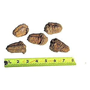 450 Million Yr Old Genuine Fossil Trilobite with Bonus Genuine Fossil Spinosaurus Dinosaur Tooth by DINOSAURS ROCK