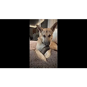 Durkha Horn: Long Lasting 100% Natural Water Buffalo Horn Dog Chews, Dog Treats, Bone, Dog Toys (Small (3 CT/Min. 3 OZ))