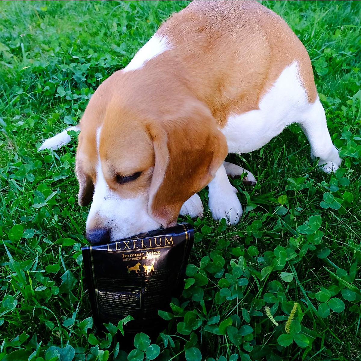 Lexelium Immune Support for Cats and Dogs - Natural Immunity Supplement Powder Helps Detoxify and Protect Your Pets from Digestive, Respiratory and Skin Issues - Helps with Chronic Infections - 200g